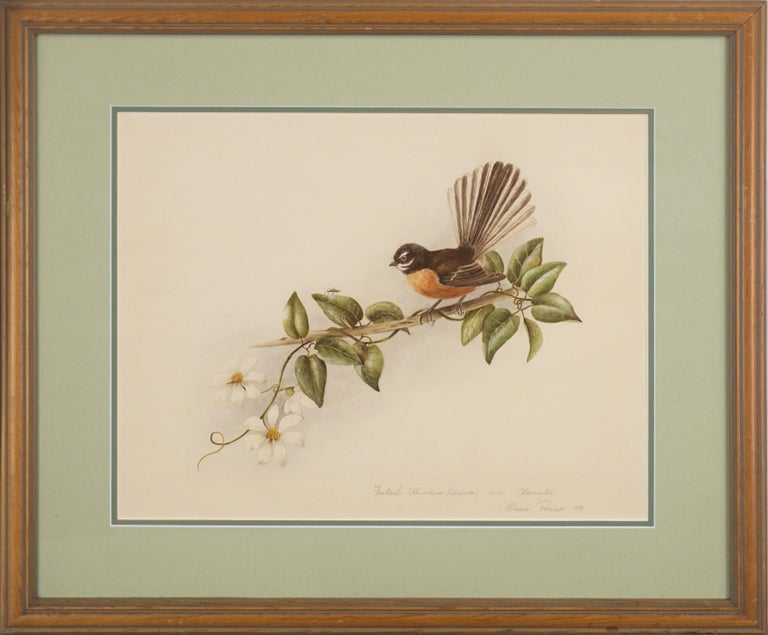 Elaine Power - Vintage Bird Study New Zealand Fantail (Rhipidura ...