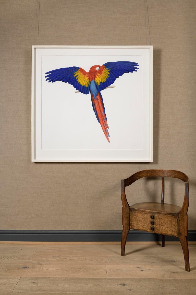 Elizabeth Butterworth - Scarlet Macaw For Sale at 1stDibs