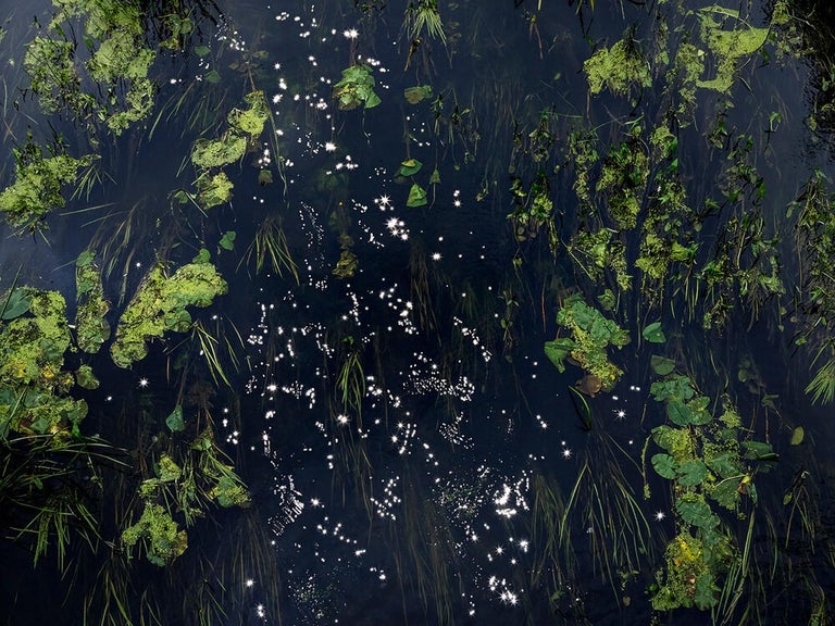 Ellie Davies - Chalk Streams 3, Ellie Davies - Nature Photograph, Water ...