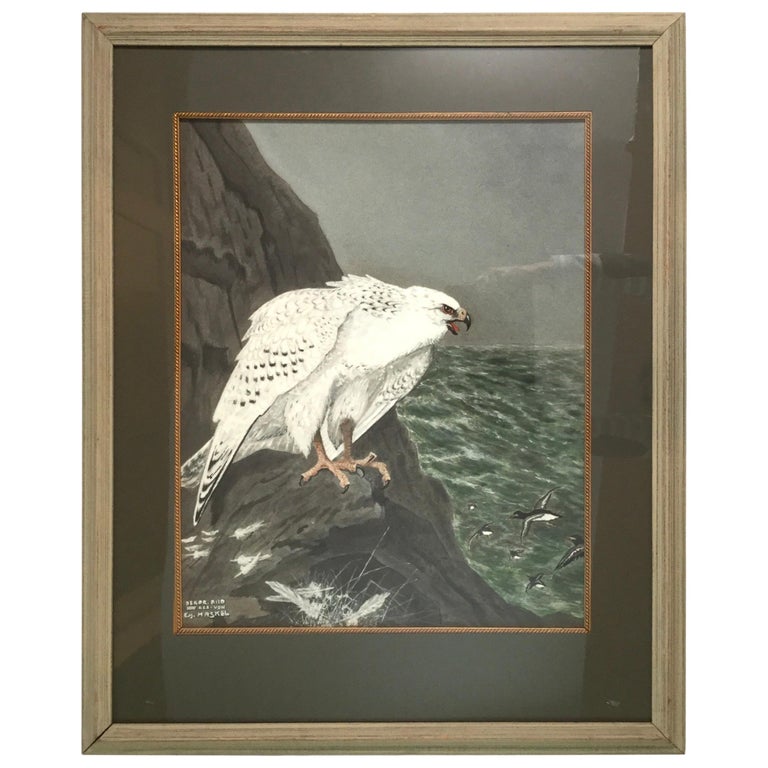 E.M.Haskel Gouache on Paper Painting of Gyr Hawk Bird For Sale at ...
