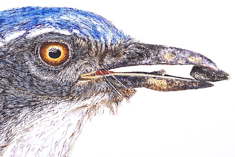 Emil Morhardt - California Scrub-Jay, Original Painting For Sale at 1stDibs