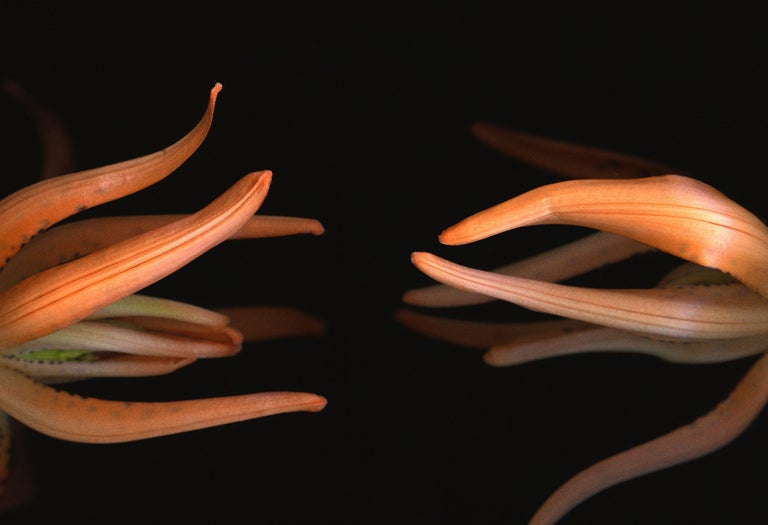 Emma Summerton - Not titled yet – Emma Summerton, Fashion, Model, Fine ...