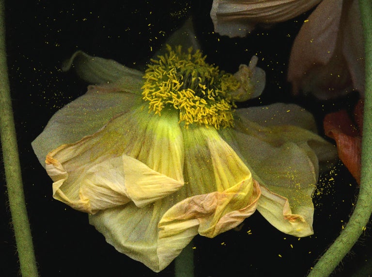 Emma Summerton - Not titled yet – Emma Summerton, Fashion, Model, Fine ...