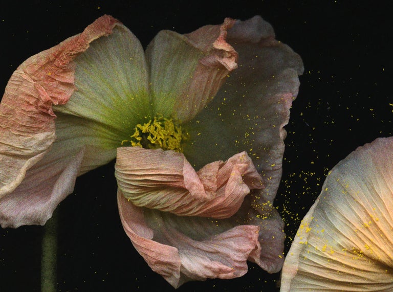 Emma Summerton - Not titled yet – Emma Summerton, Fashion, Model, Fine ...