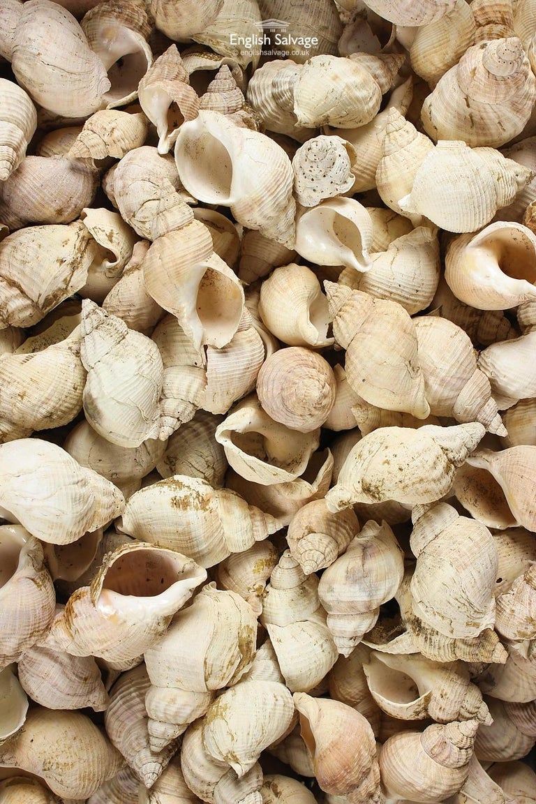 Empty Common Whelk Sea Shells, 20th Century For Sale at 1stDibs