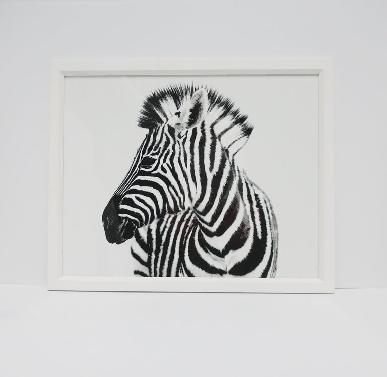 English Black and White Zebra Animal Photo Print with White Frame For ...