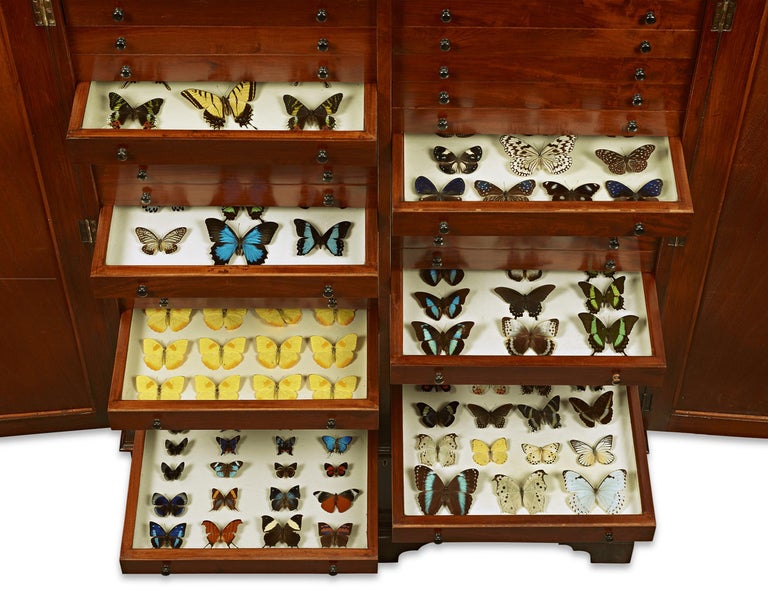 English Butterfly Collector's Cabinet at 1stDibs | hupfeld phonoliszt