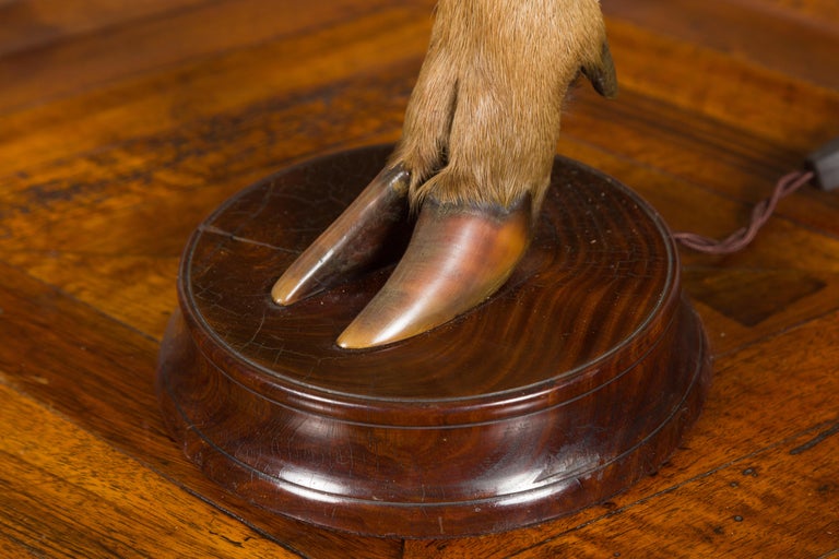 English Deer Leg Wired Table Lamp Dated 1908, Mounted on a Circular ...