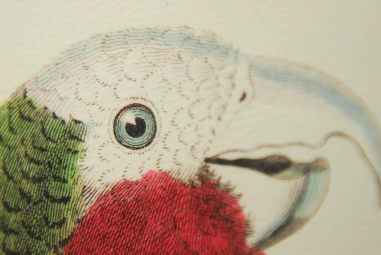 English Hand-Colored Ornithological Print of a Parrot at 1stDibs