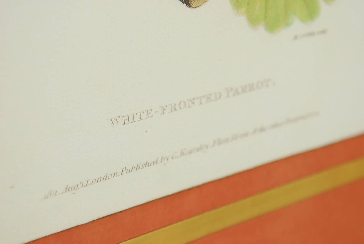 English Hand-Colored Ornithological Print of a Parrot at 1stDibs