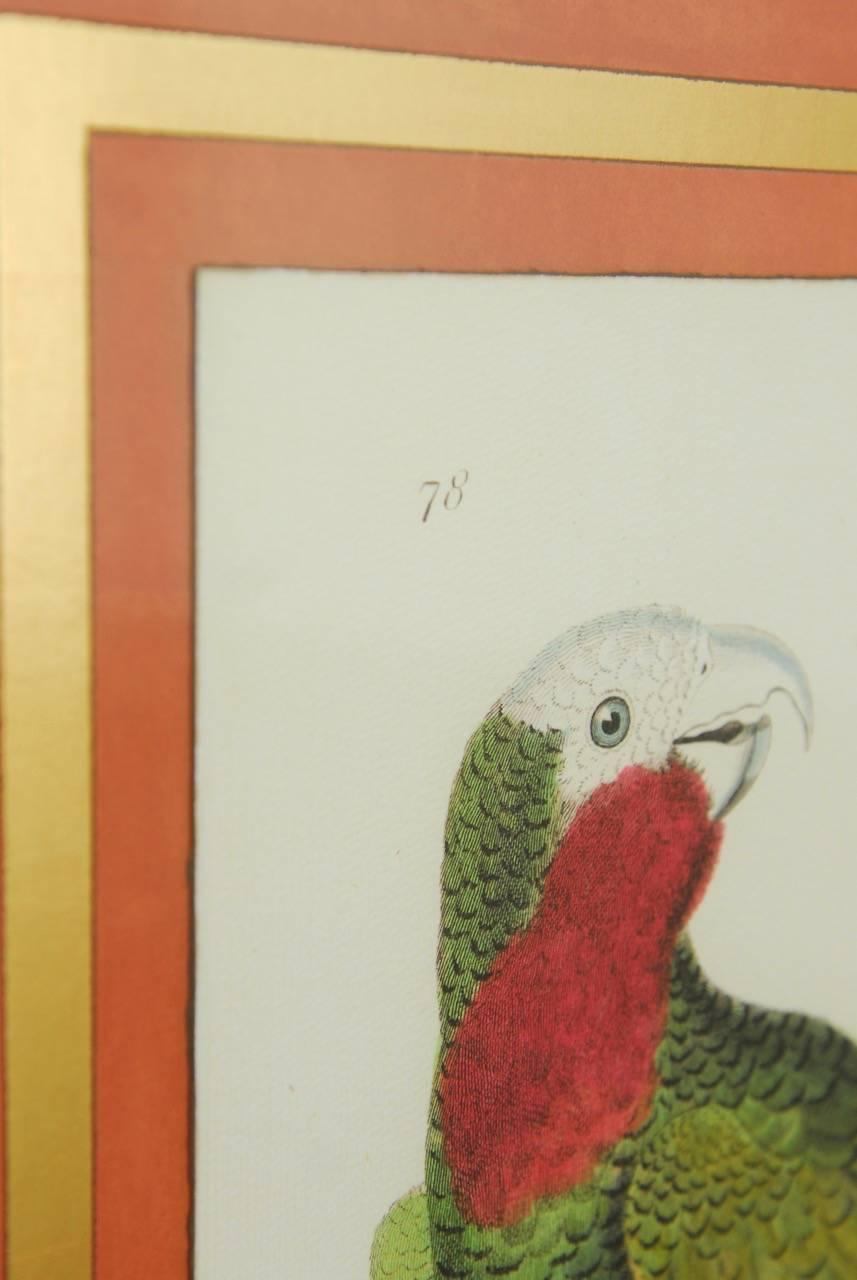 English Hand-Colored Ornithological Print of a Parrot at 1stDibs