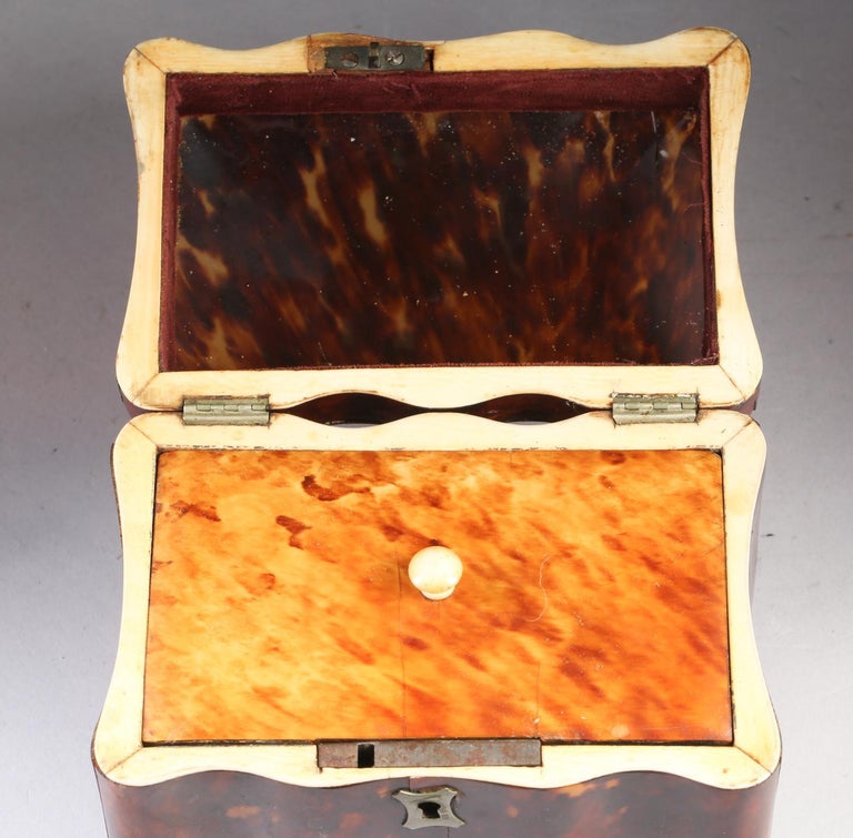 English Regency Tortoise Shell Tea Caddy, 19th Century For Sale at 1stDibs