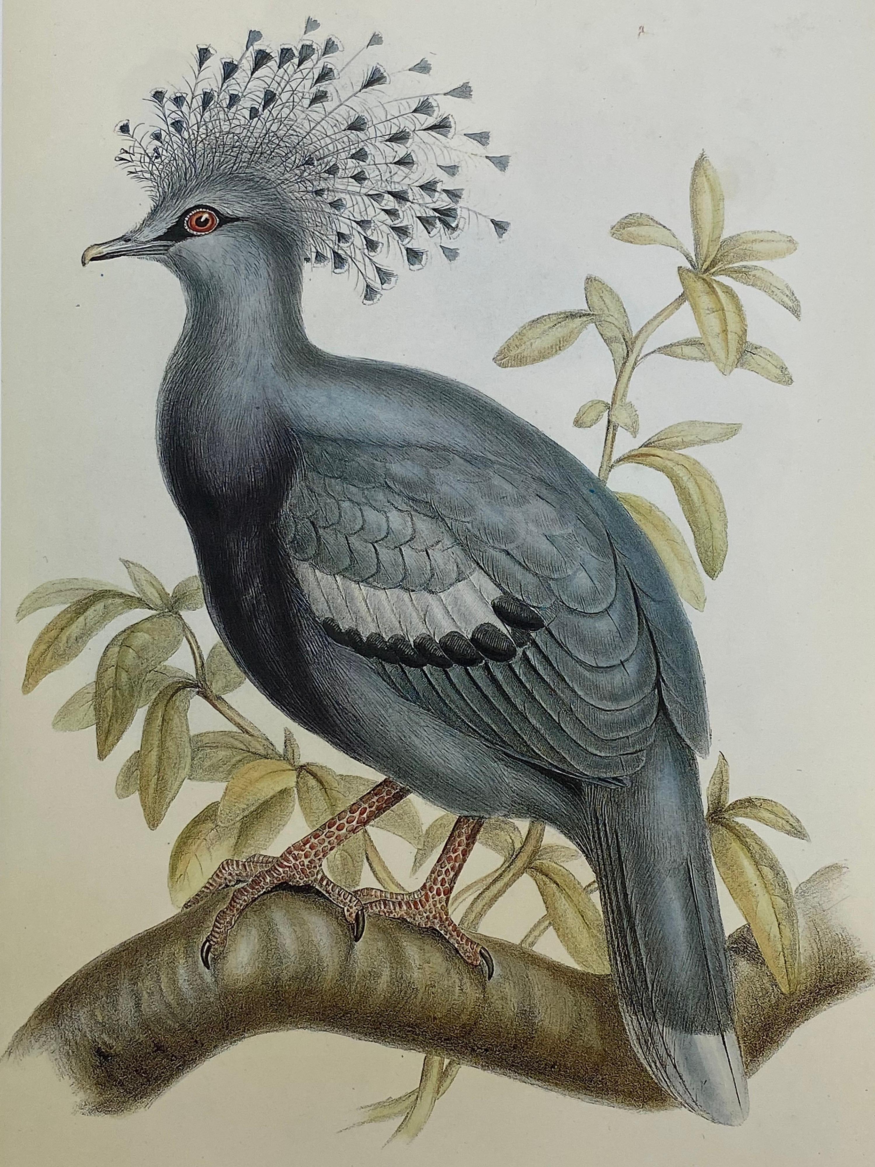 Unknown - Classic Bird Color Prints x 9 - Beautiful Set of 9 Classical ...