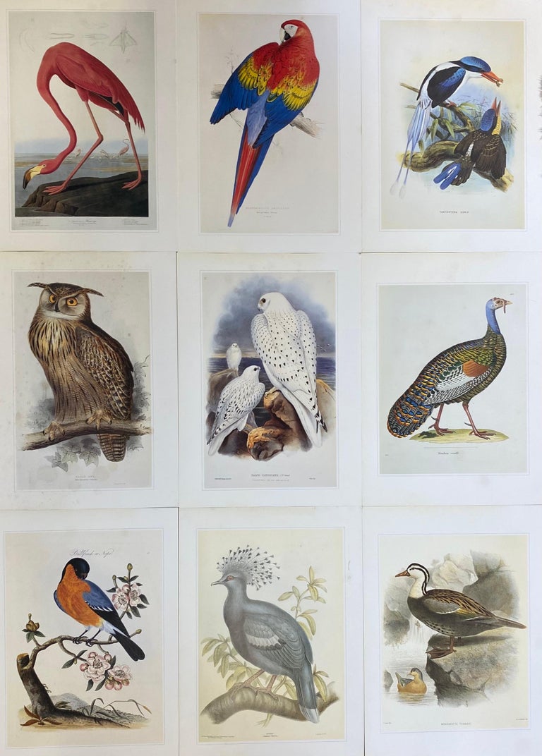 Unknown - Classic Bird Colour Prints x 9 - Beautiful Set of 9 Classical ...