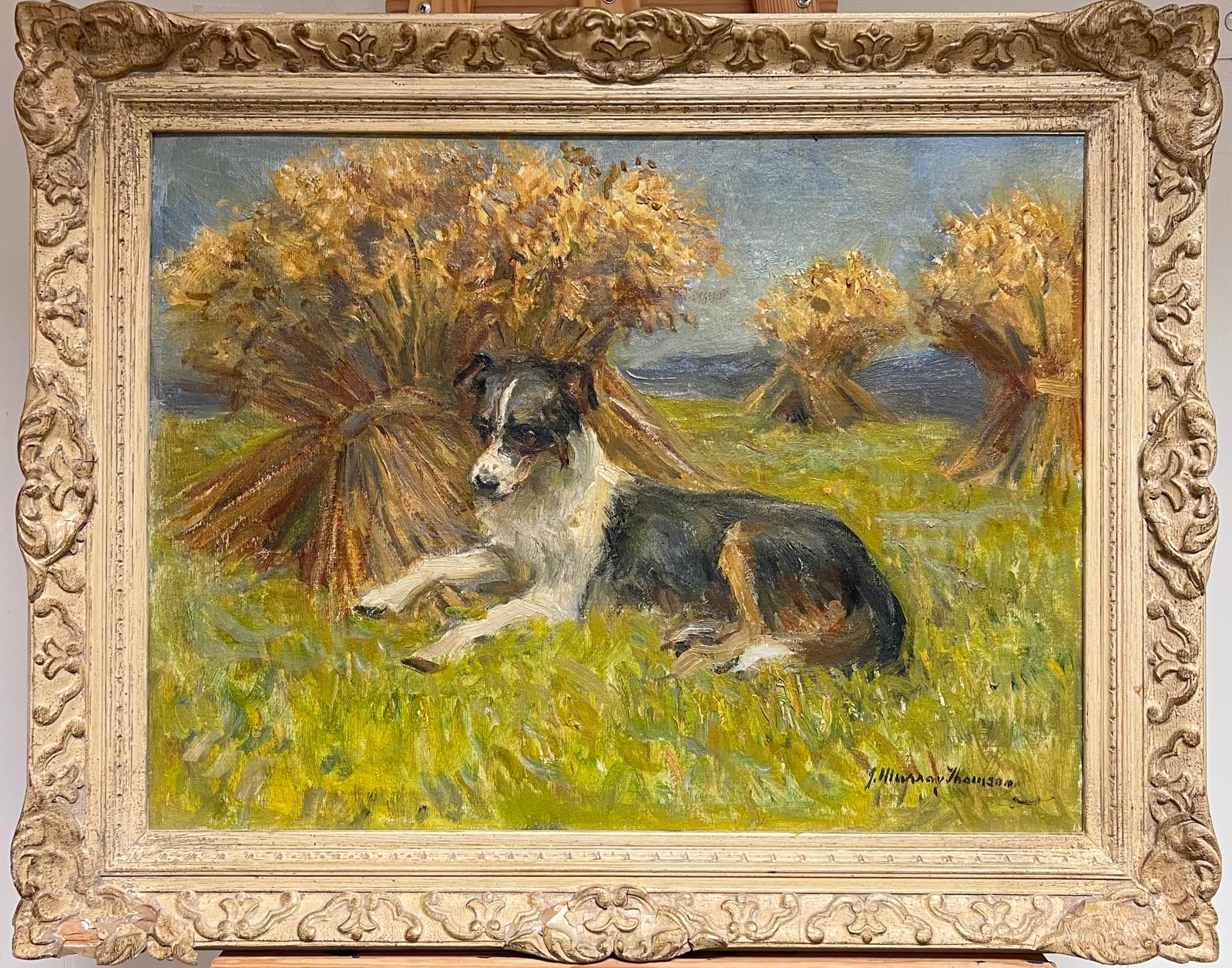 English School - Border Collie Dog Resting in Harvest Wheat Sheaves ...
