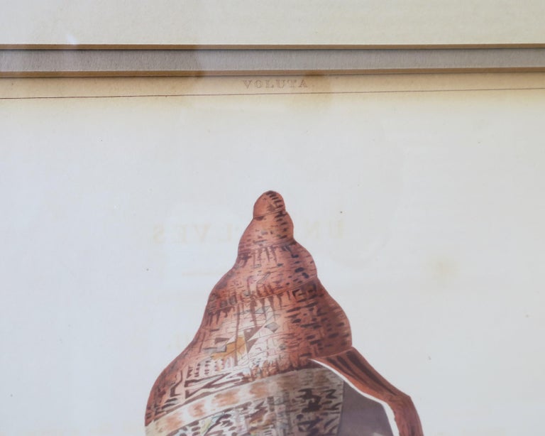 English Seashell Lithographs Wall Art, ca. 19th Century, Set of 4 at ...