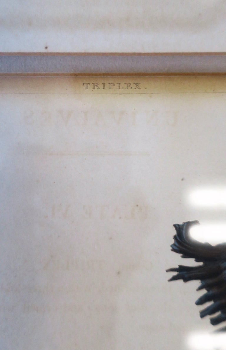 English Seashell Lithographs Wall Art, ca. 19th Century, Set of 4 at ...