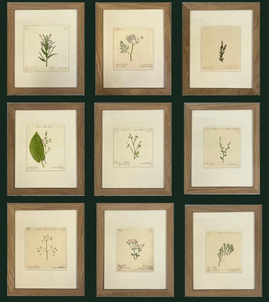 English Victorian artist - Set of 9 Antique English Botanical ...