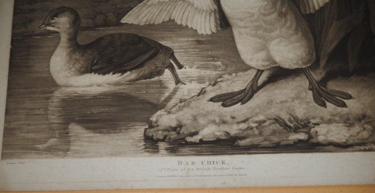 Engraving Dab Chick 14th Plate of the British Feather Game, London ...