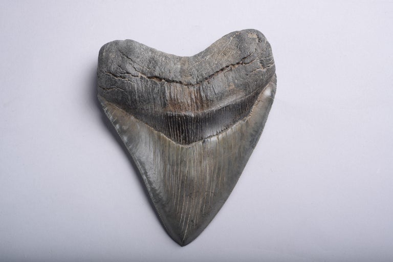 Enormous Megalodon Shark Tooth Fossil at 1stDibs