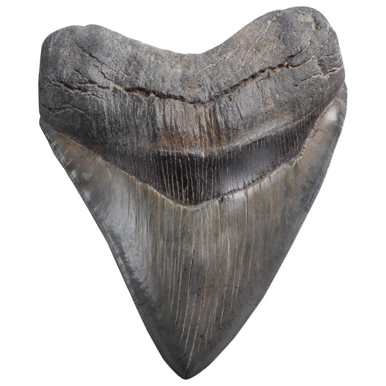 Enormous Megalodon Shark Tooth Fossil at 1stDibs