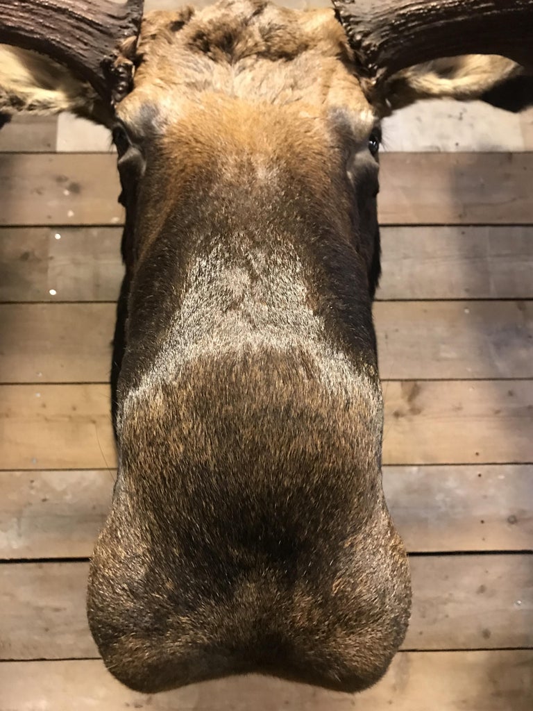 Enormous shoulder mount of a Canadian 'Yukon' Moose. Alpine chalet eye ...