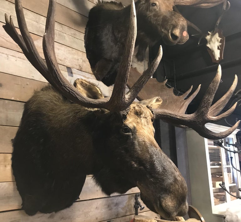 Enormous shoulder mount of a Canadian 'Yukon' Moose. Alpine chalet eye ...