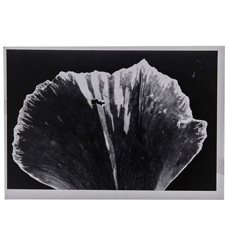 Enrico Garzaro, Flora Photogram For Sale at 1stDibs