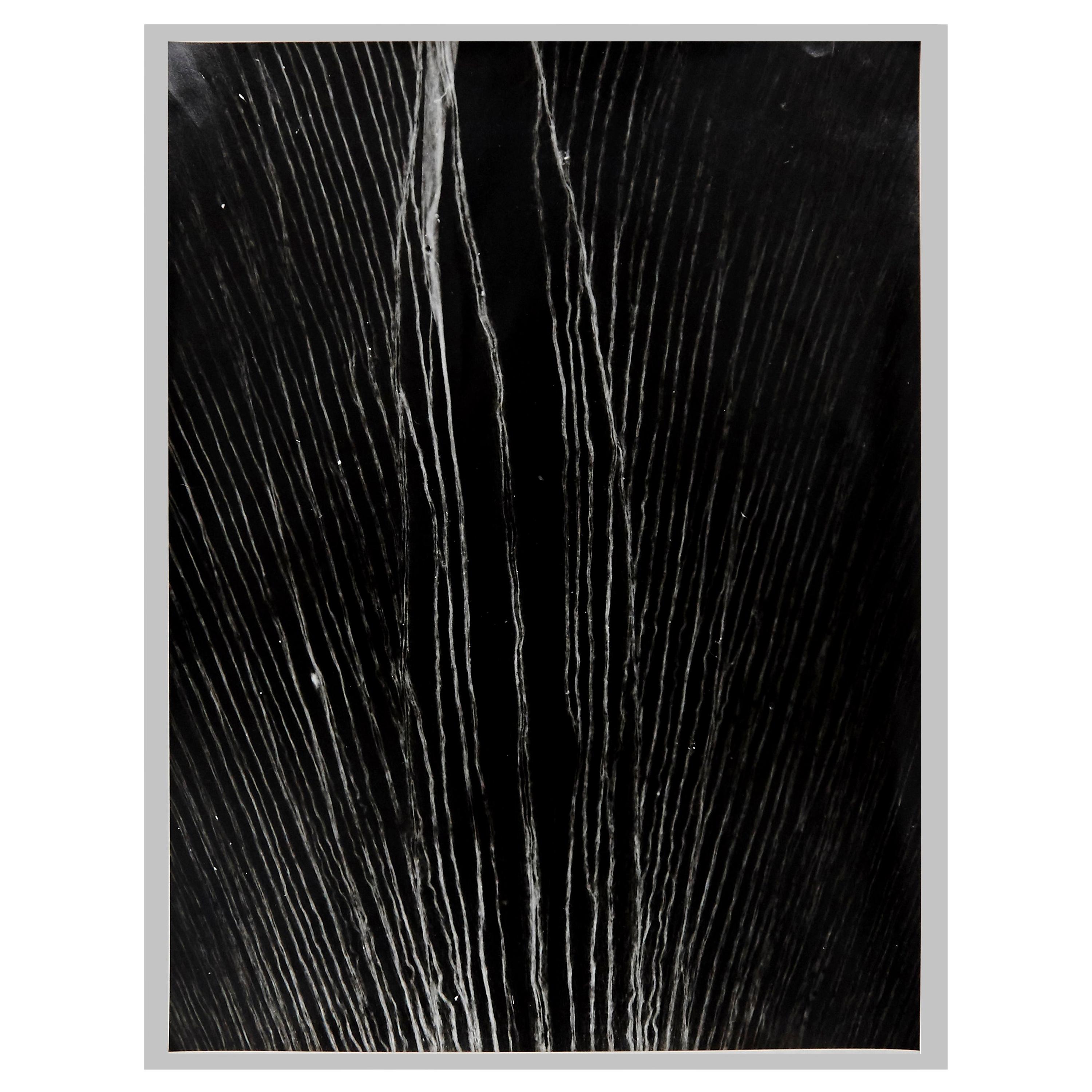 Photogram No. 9 by Timothy Reagan For Sale at 1stDibs