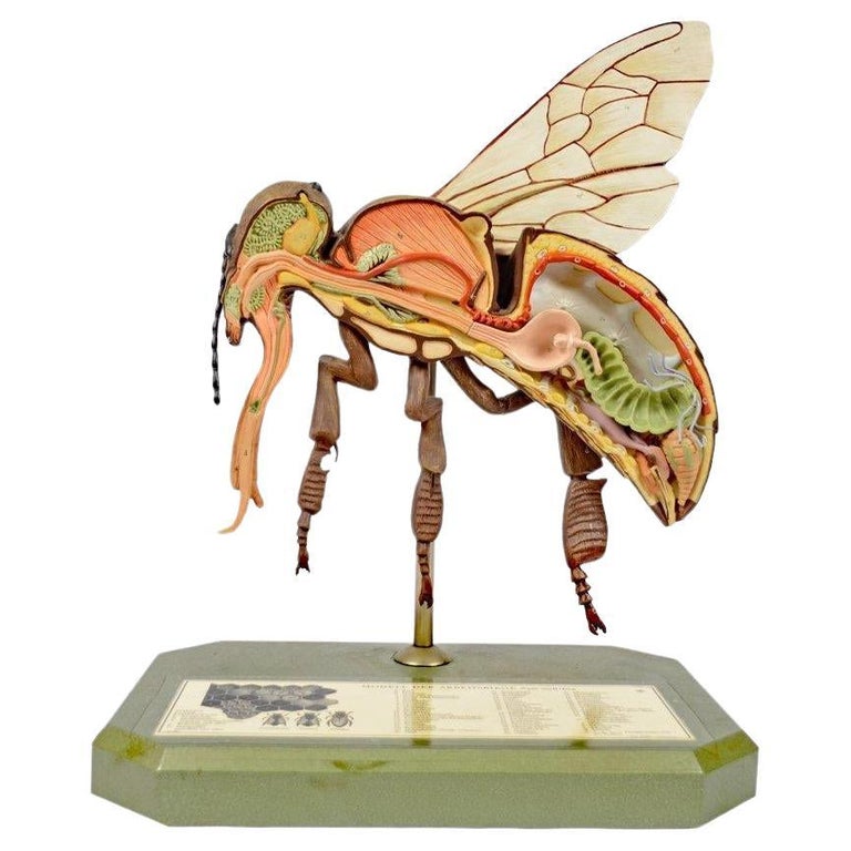 Entomological Model of a Bee Made by SOMSO Germany in the 1950s at 1stDibs