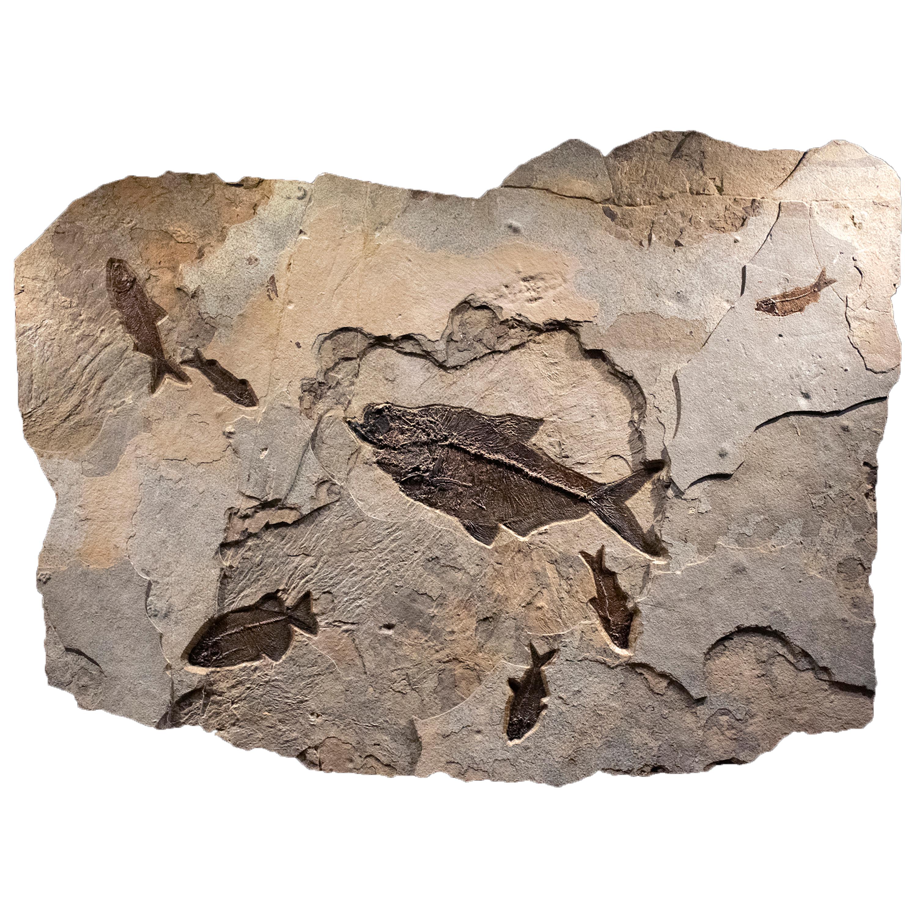 Eocene Era Fossil Fish Diptych in Stone at 1stDibs