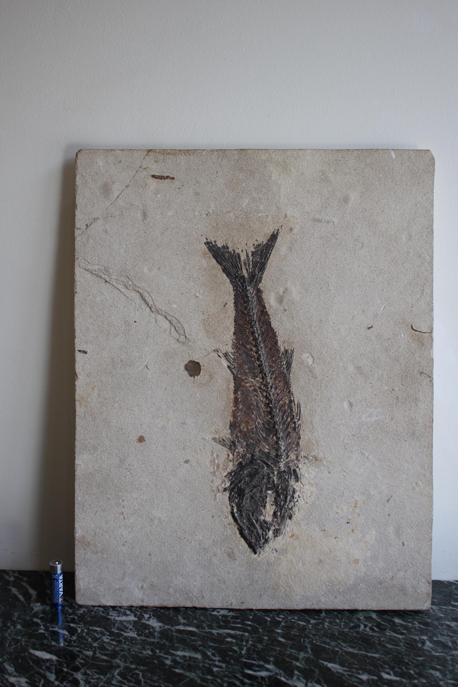 Eocene Mioplosus Fish Fossil on Limestone, Green River Formation ...
