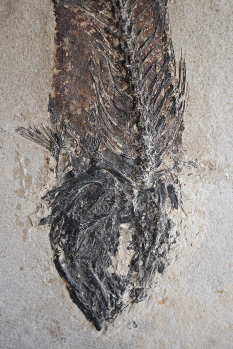 Eocene Mioplosus Fish Fossil on Limestone, Green River Formation ...