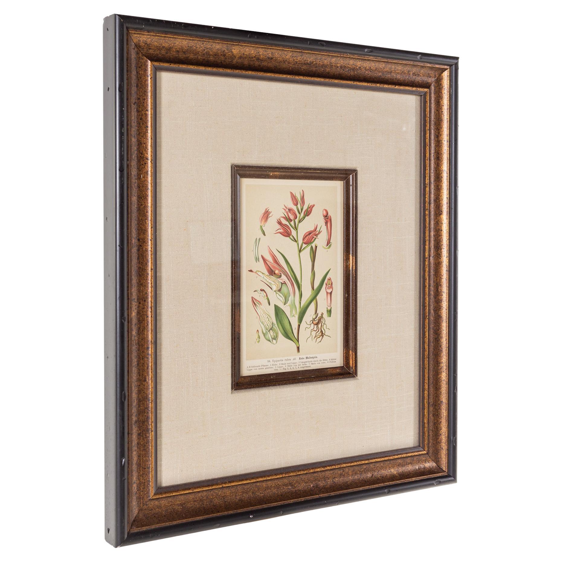 Collection of 24 Framed Baxter Botanical Prints at 1stDibs | george ...