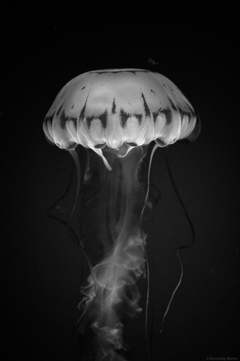 Erica Kelly Martin - Untitled (from the series A Bee in the Rose) For ...