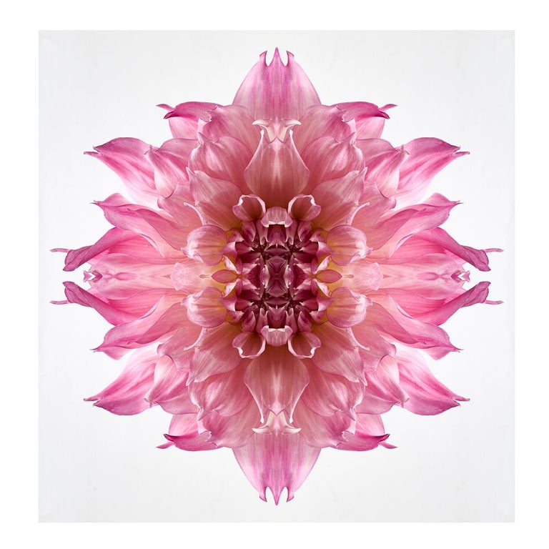Erin Derby - Dahlia 1 Collage 6 at 1stDibs