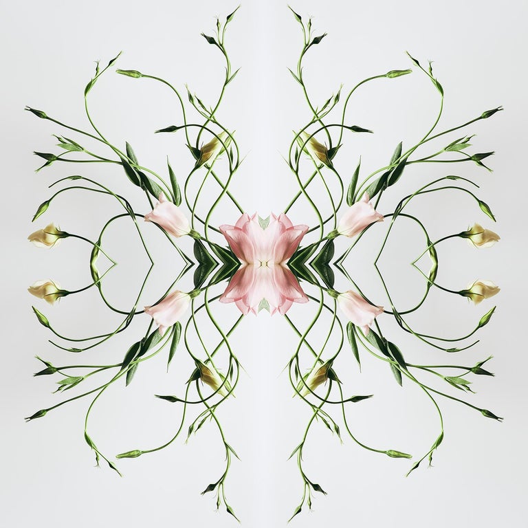 Erin Derby - No. 44 For Sale at 1stDibs