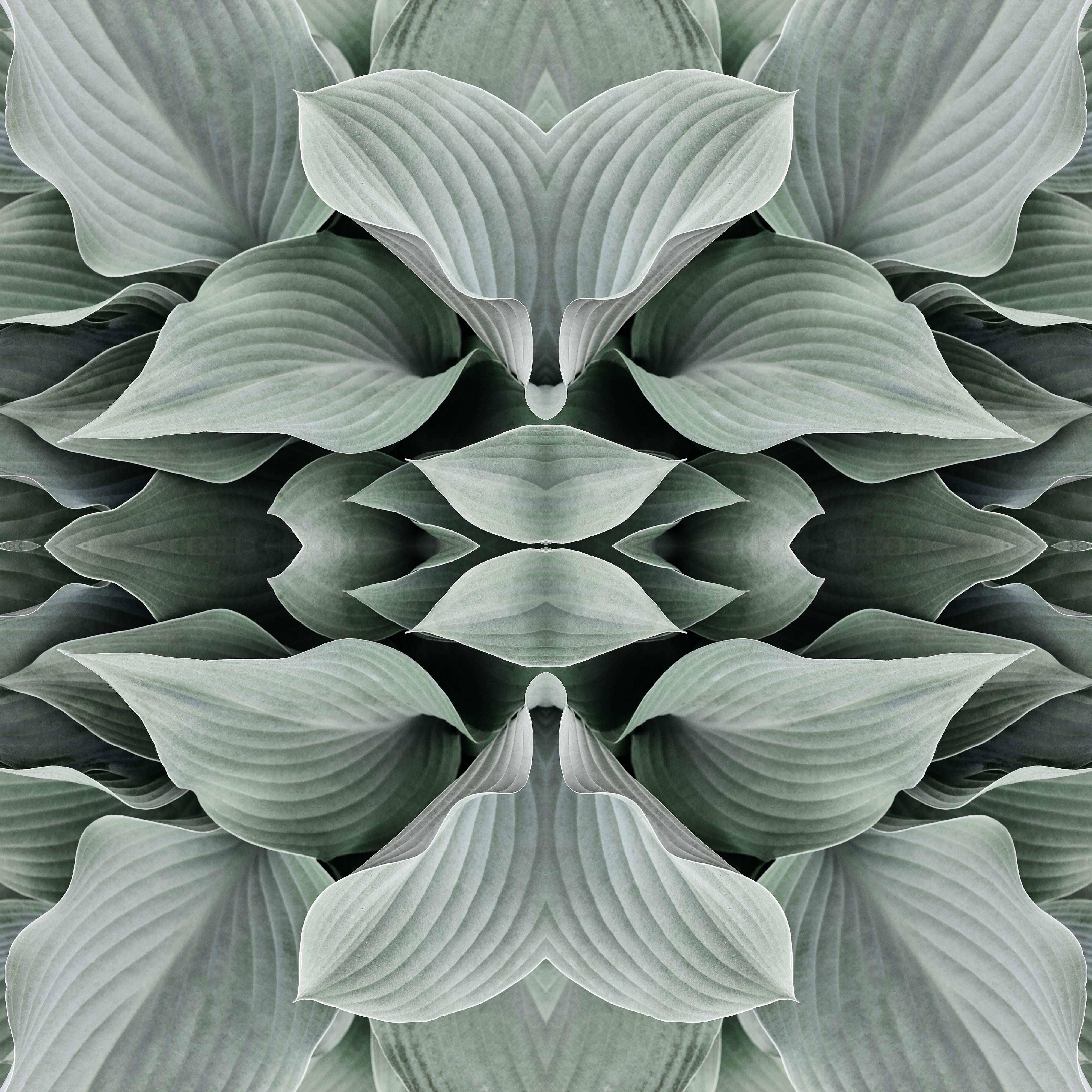 Ron Baxter Smith - Weed No.8G For Sale at 1stDibs