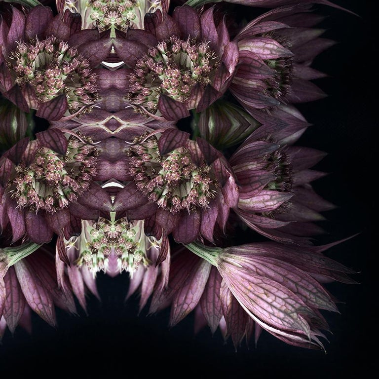 Erin Derby - Nocturnal No. 06 For Sale at 1stDibs