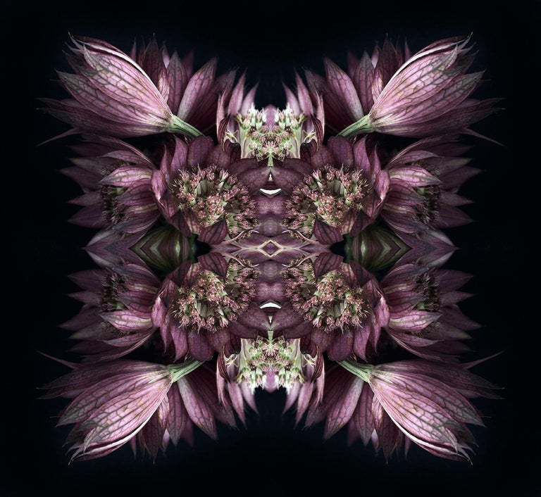 Erin Derby - Nocturnal No. 06 For Sale at 1stDibs