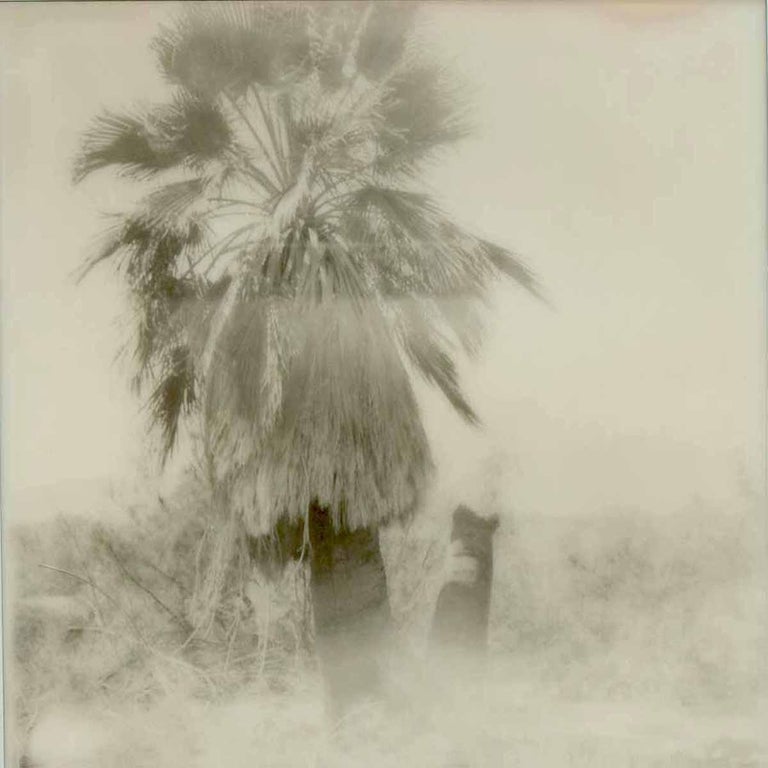 Erin Dougherty - Mexican Palm (Salton Sea) - 21st Century, Polaroid ...