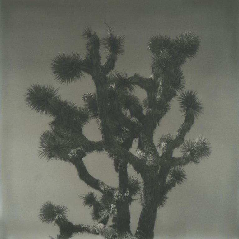 Erin Dougherty - The Elder (Joshua Tree) - 21st Century, Polaroid ...