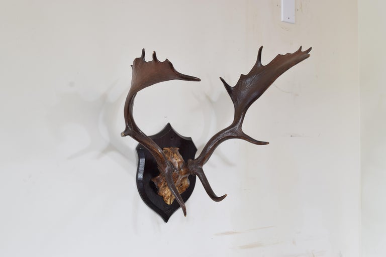European Fallow Deerhorn Mount on Dark Oak Backplate, Early 20th ...