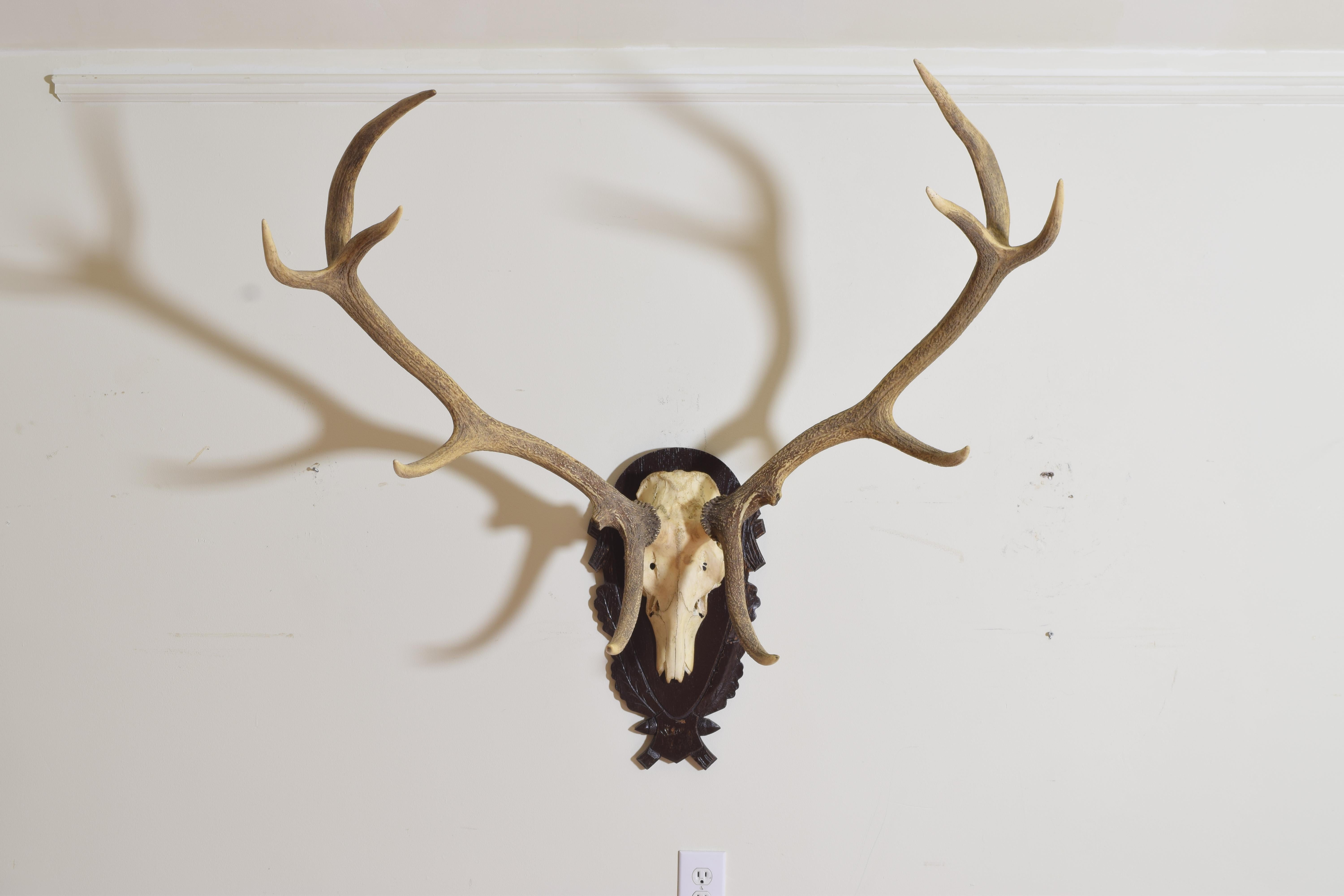 European Mule Deer Mount on Carved Oak Plaque, Early 20th Century at ...