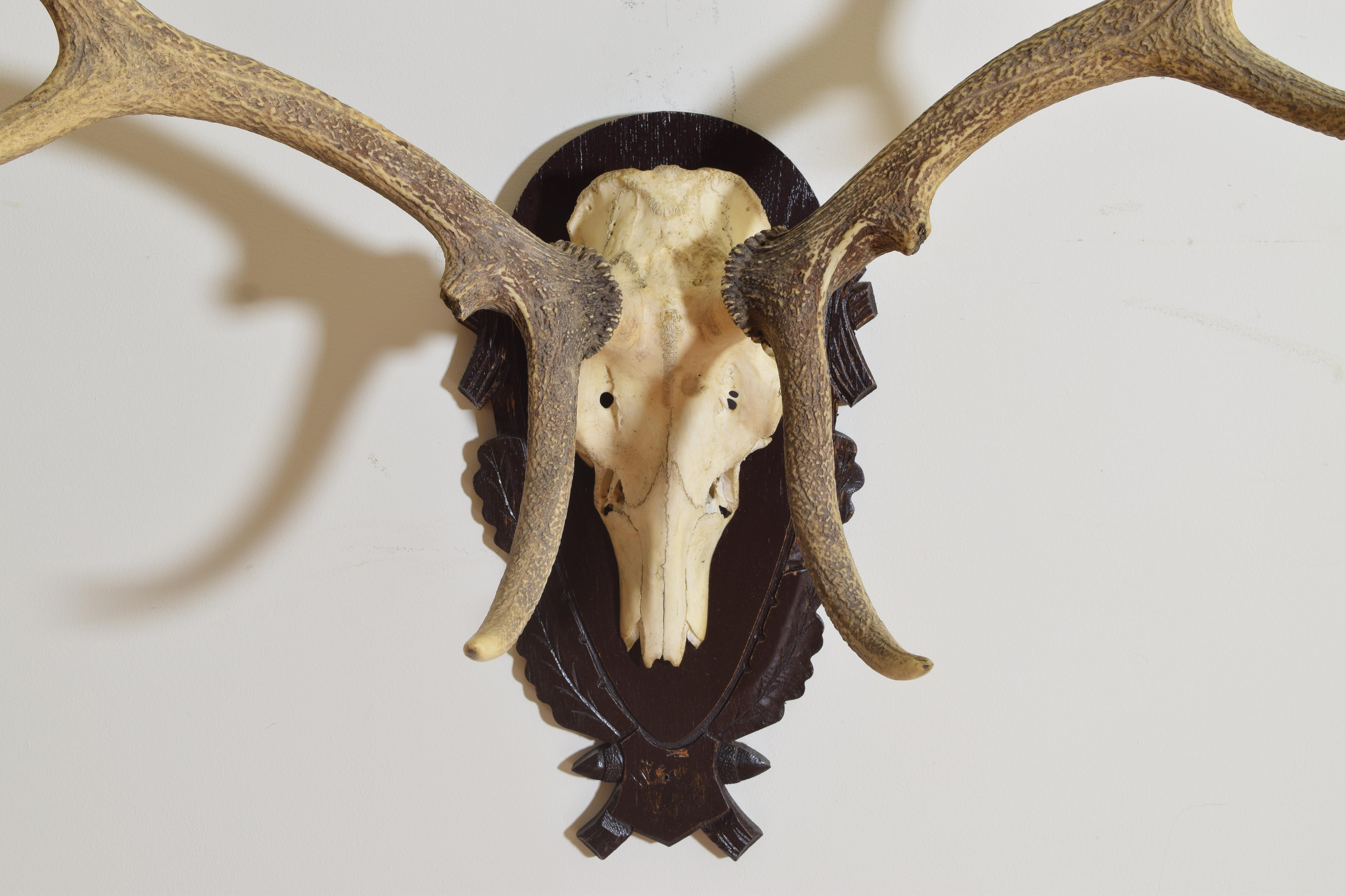 European Mule Deer Mount on Carved Oak Plaque, Early 20th Century at ...