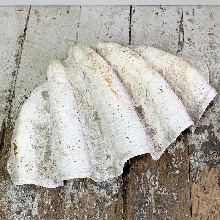 Exceptional Antique Giant Clam Shell For Sale at 1stDibs