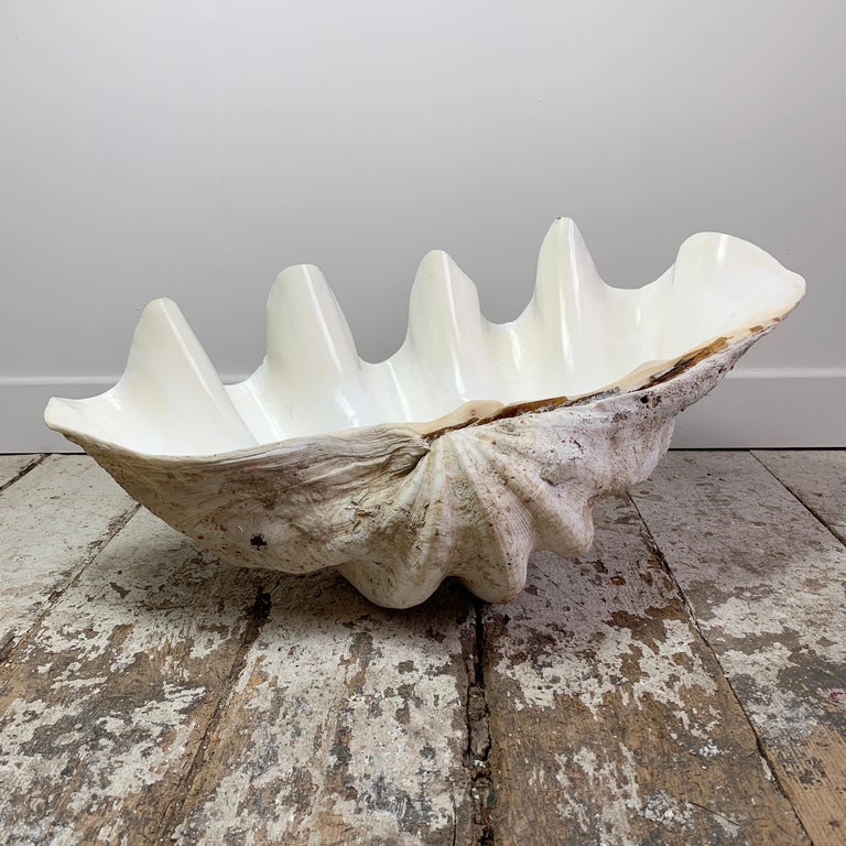Exceptional Antique Giant Clam Shell For Sale at 1stDibs