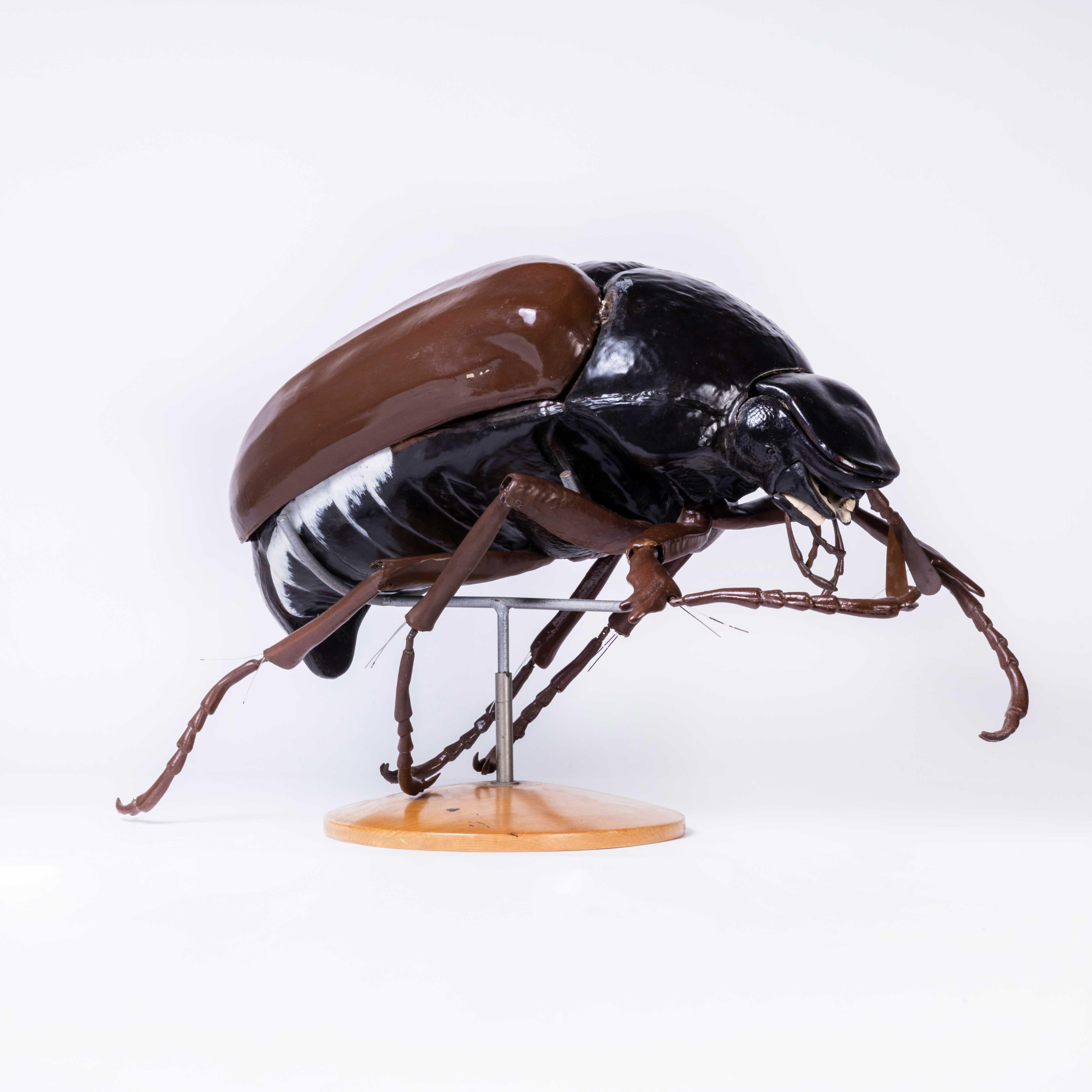 Exceptional Large Beetle University Teaching Model at 1stDibs | rhino ...