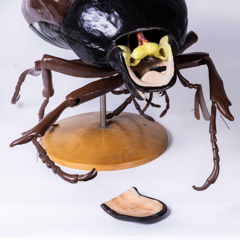 Exceptional Large Beetle University Teaching Model For Sale at 1stDibs