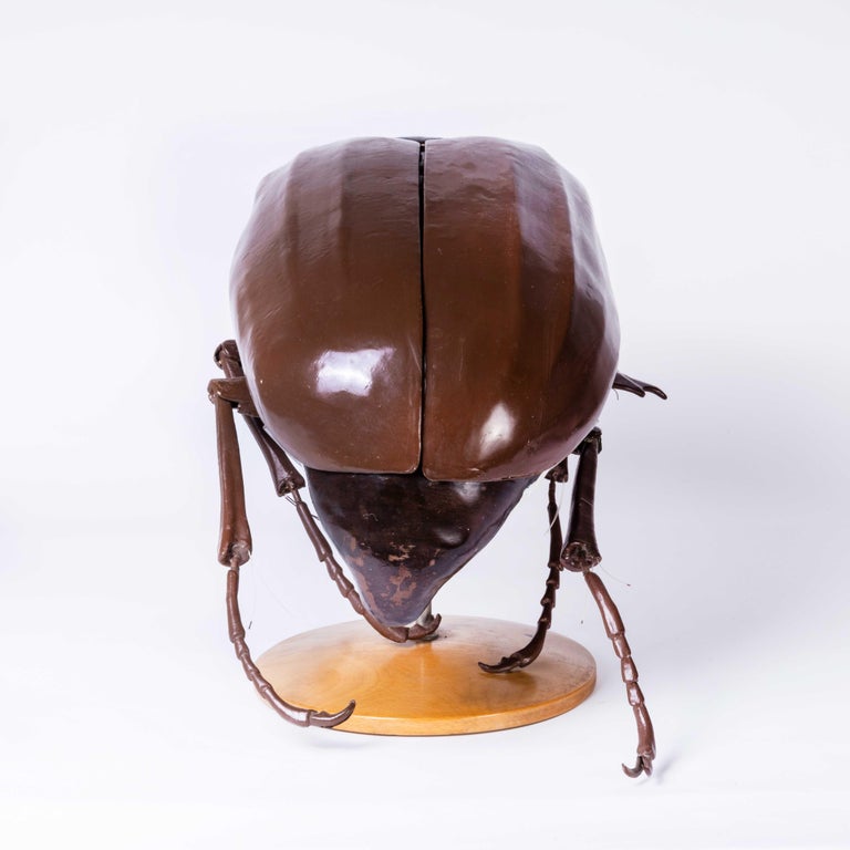 Exceptional Large Beetle University Teaching Model For Sale at 1stDibs